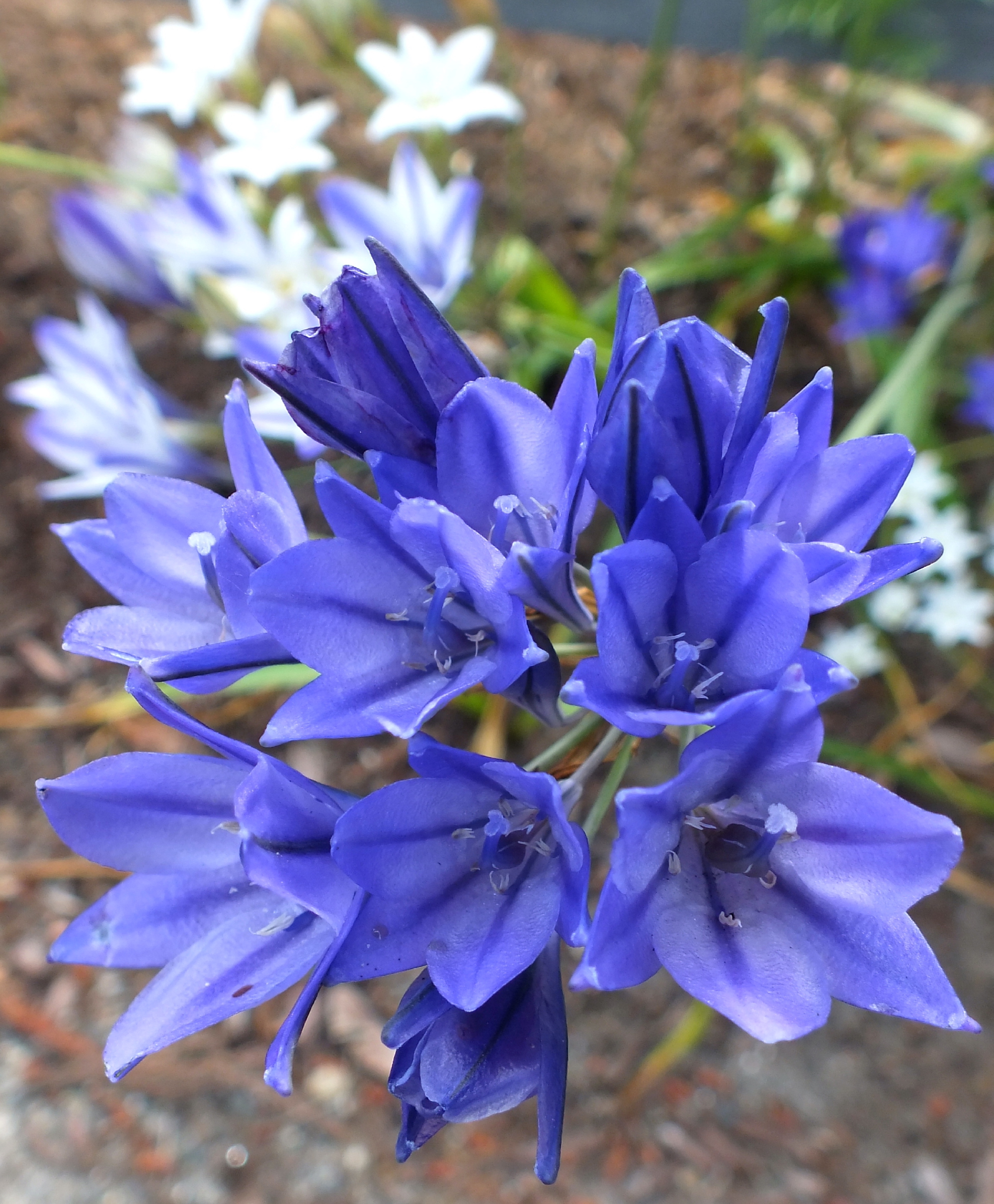 My Blue Heaven: 7 Favorite Bulbs to Plant Now for Blue Flowers in the ...