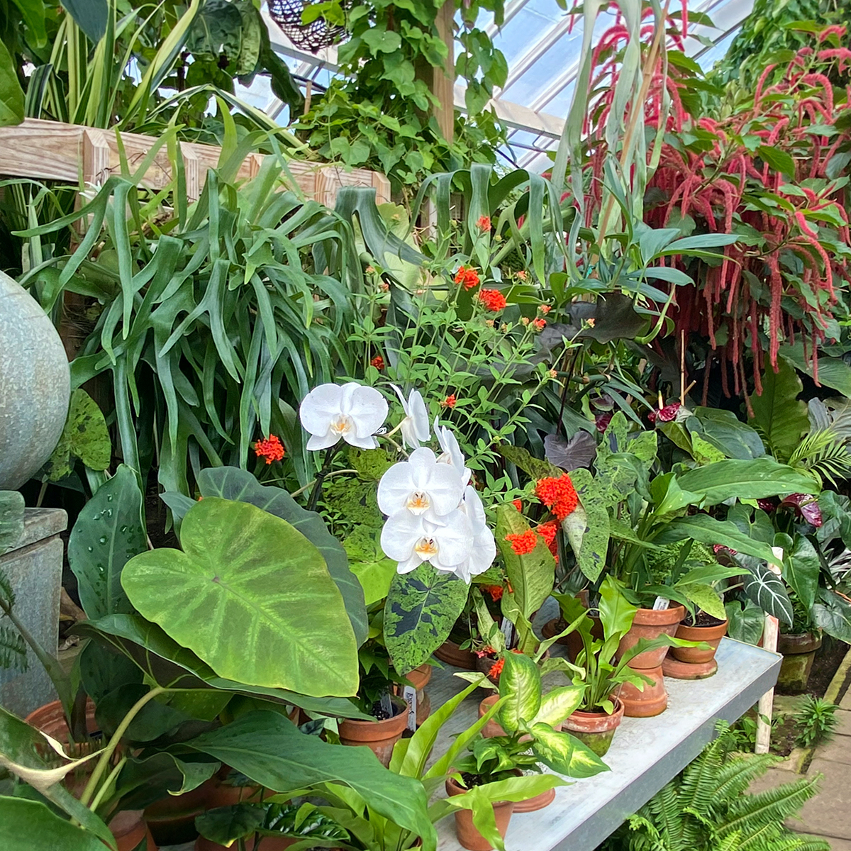 14 Questions with Melissa Lowrie, Author of 'Terrain: The House Plant ...