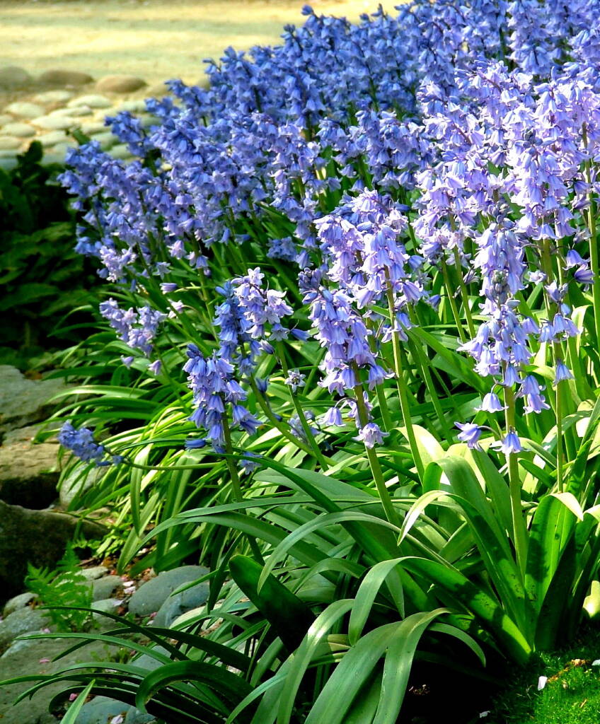 My Blue Heaven: 7 Favorite Bulbs to Plant Now for Blue Flowers in the ...
