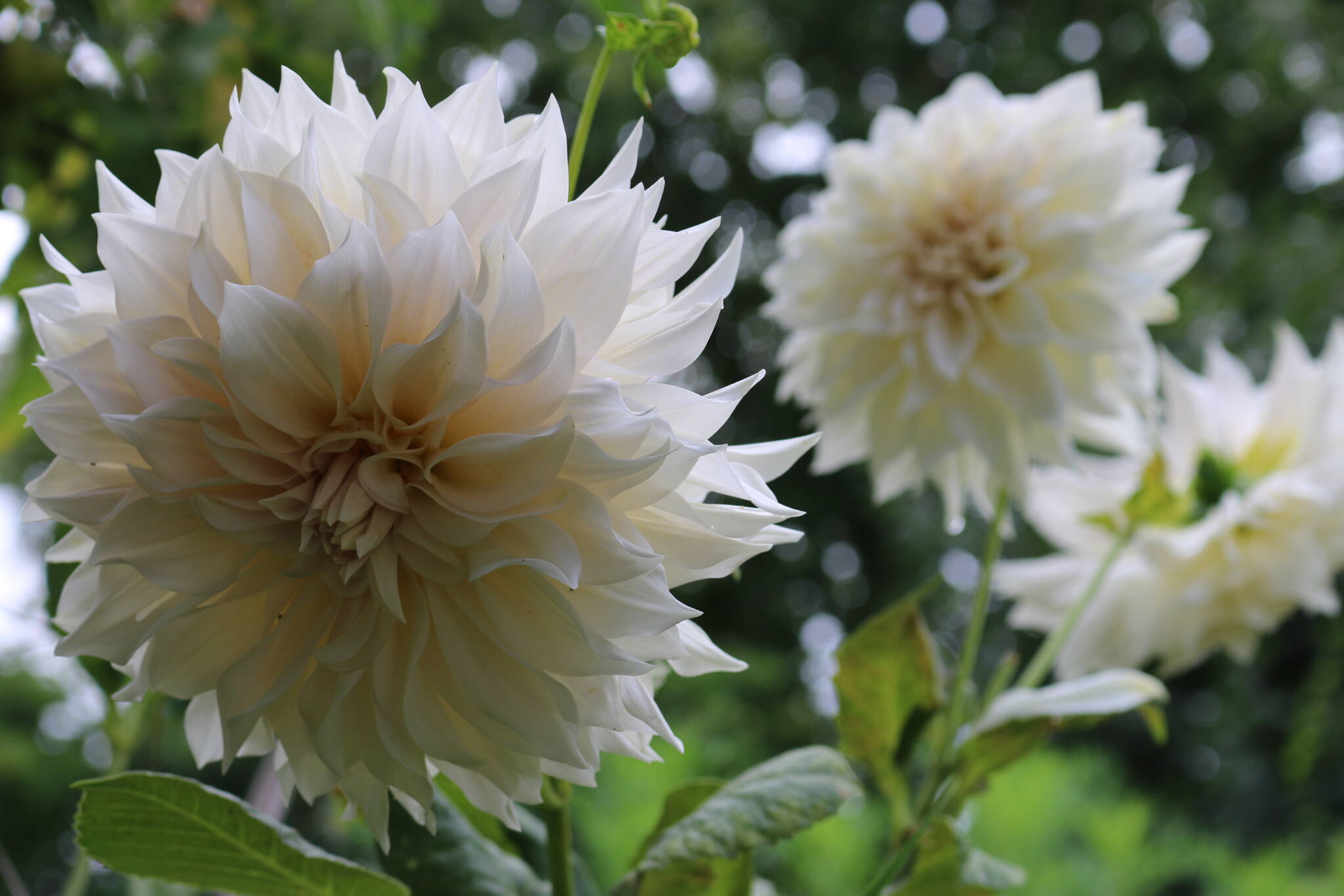 Garden Visit: A Writer's Eye Popping Dahlia Display in London - Gardenista