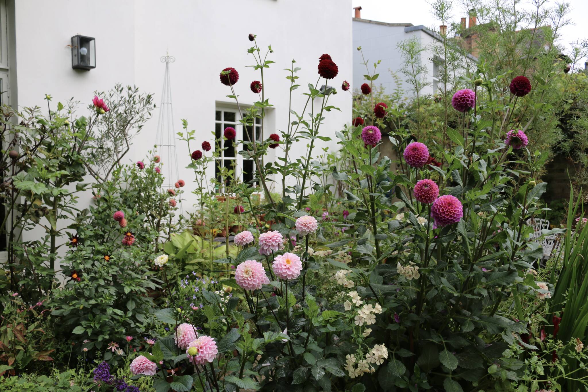 Garden Visit: A Writer's Eye Popping Dahlia Display in London - Gardenista