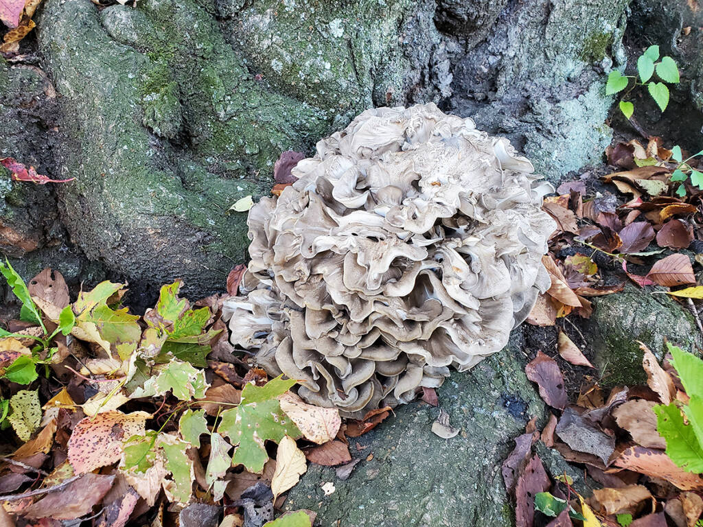 Maitake: The Expensive Mushroom You Can Forage for Free - Gardenista