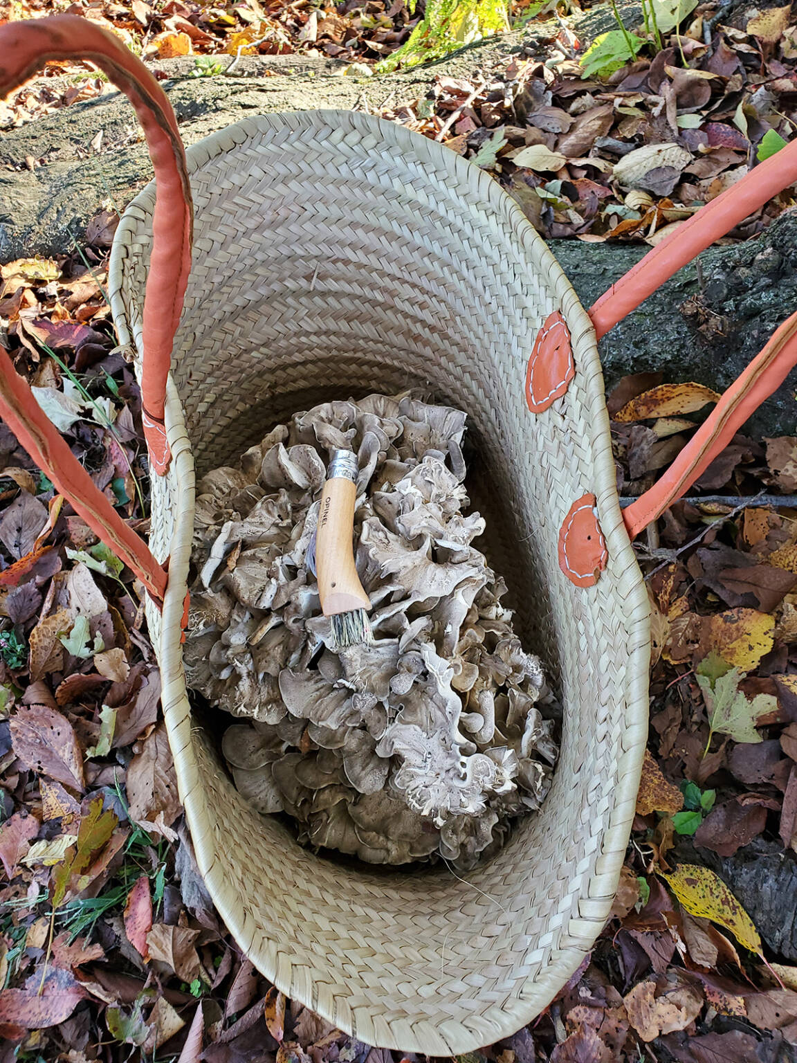 Maitake: The Expensive Mushroom You Can Forage for Free - Gardenista
