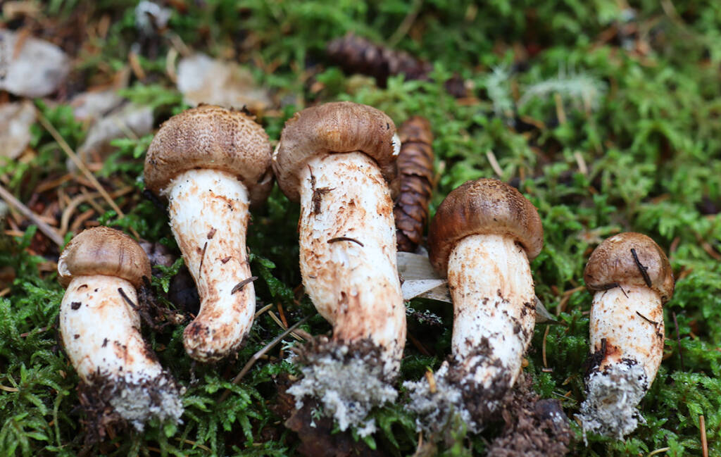 Matsutake: The Sought-After Pine Mushroom (and Its Lookalikes) - Gardenista