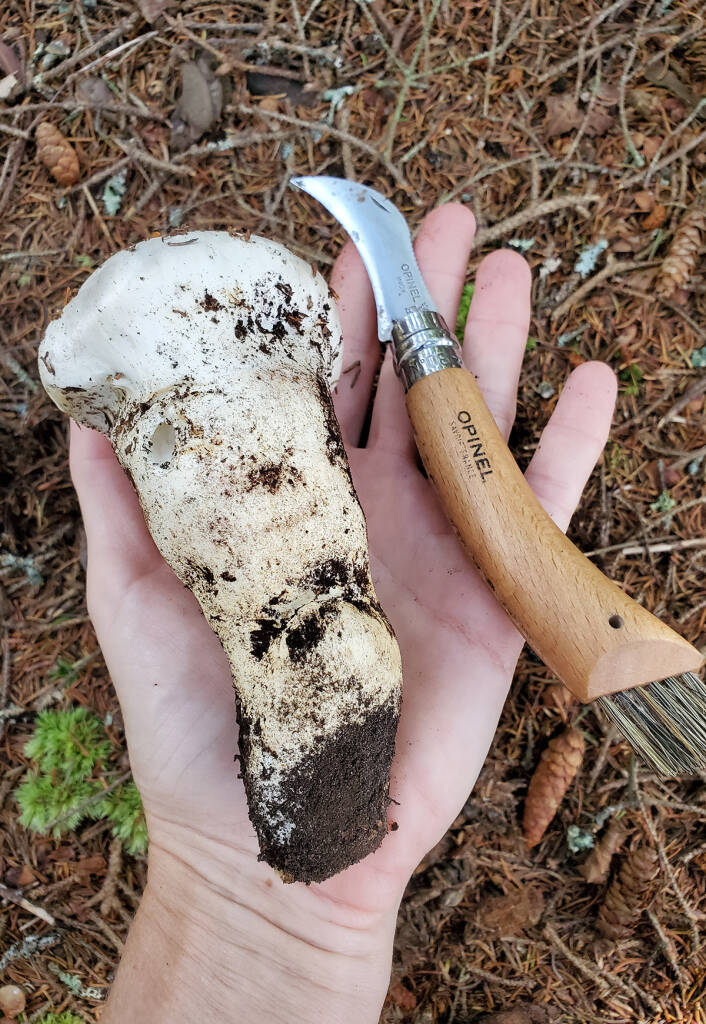 Matsutake: The Sought-After Pine Mushroom (and Its Lookalikes) - Gardenista