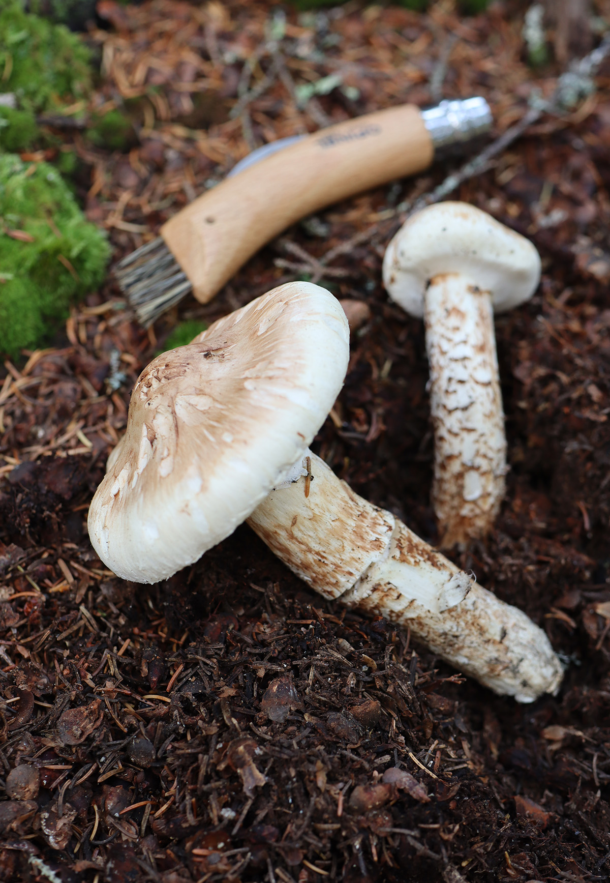 Matsutake: The Sought-After Pine Mushroom (and Its Lookalikes) - Gardenista