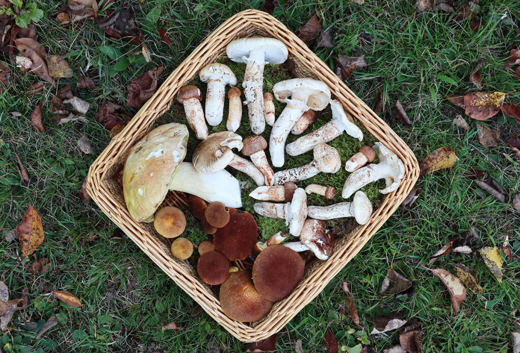 Matsutake: The Sought-After Pine Mushroom (and Its Lookalikes) - Gardenista