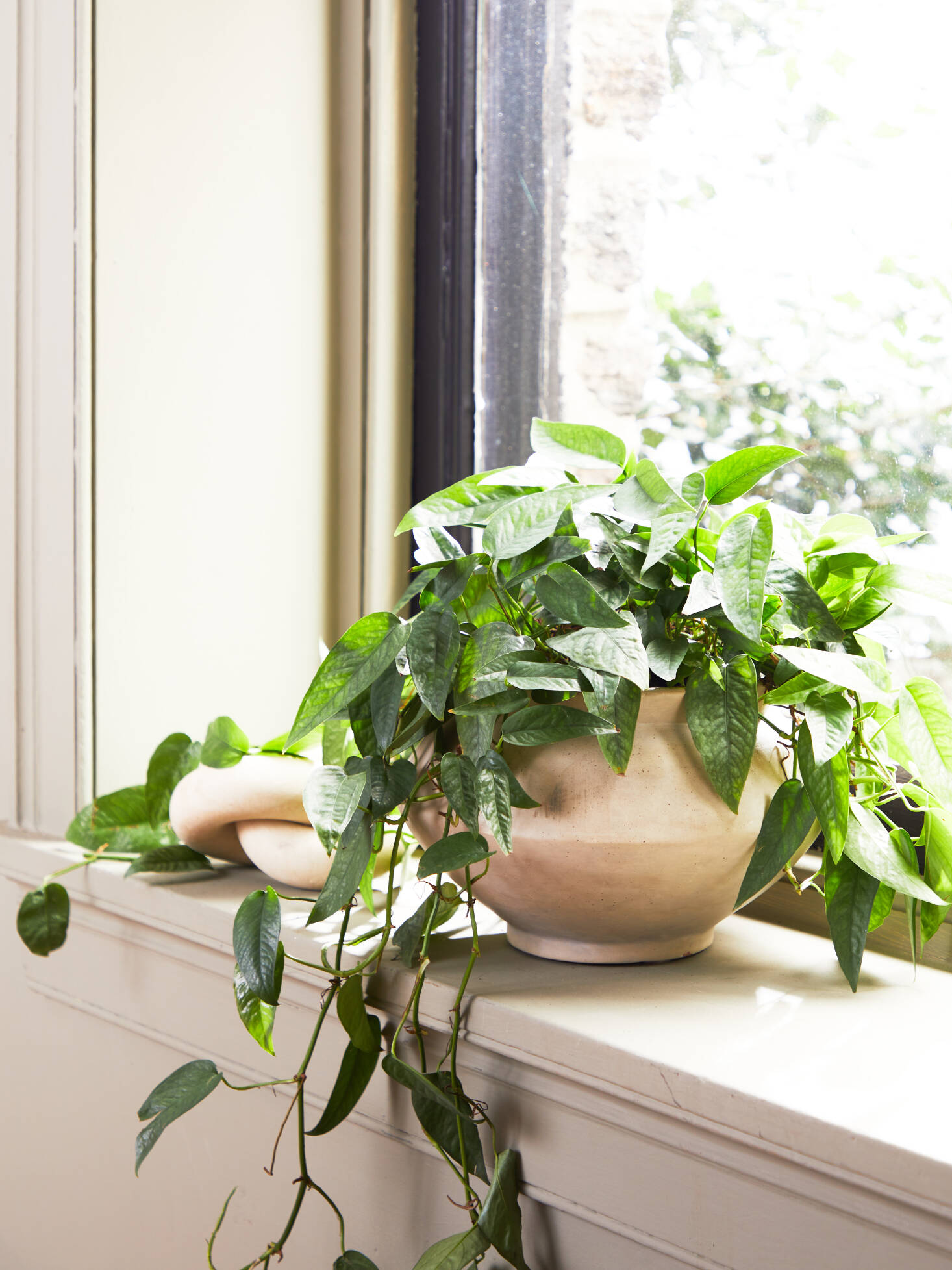 14 Questions with Melissa Lowrie, Author of 'Terrain: The House Plant ...