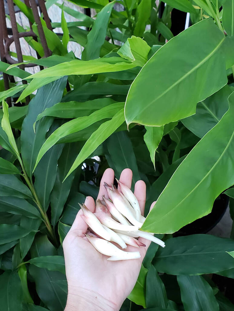 Myoga buds are in season in fal and can be grown at home