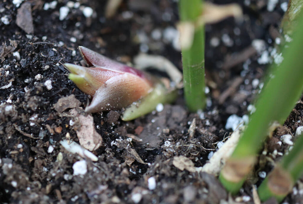 Myoga buds are in season in fal and can be grown at home