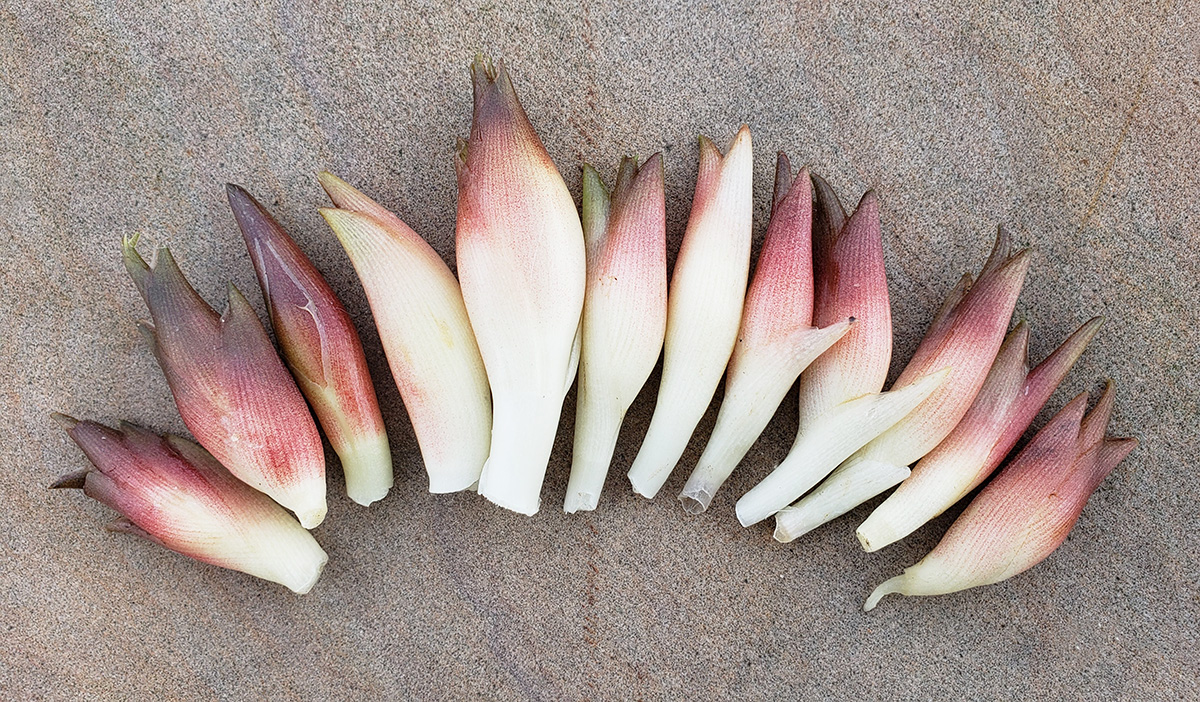 Myoga buds are in season in fal and can be grown at home