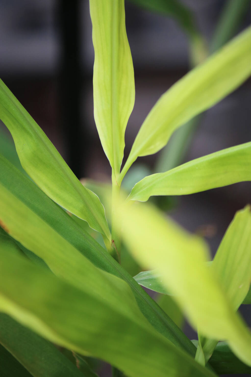 Myoga buds are in season in fal and can be grown at home