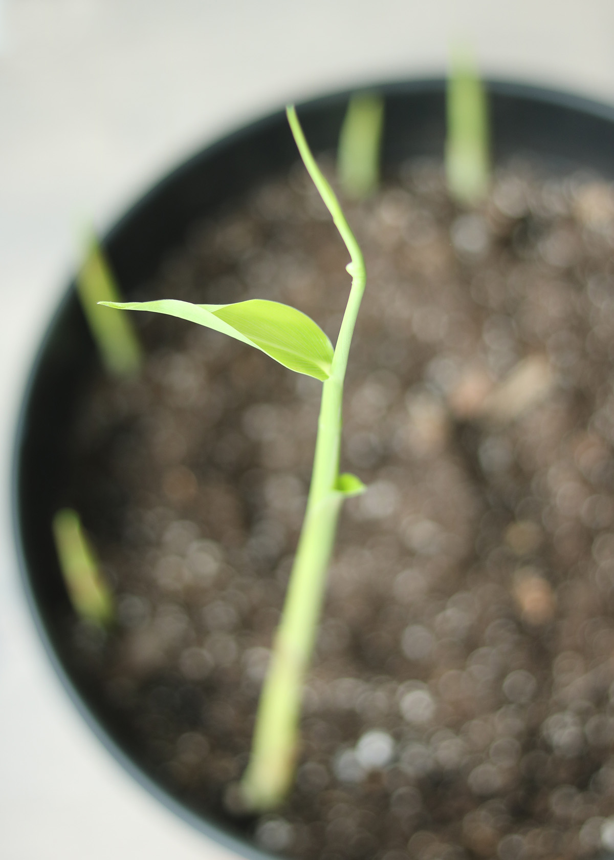 Myoga buds are in season in fal and can be grown at home