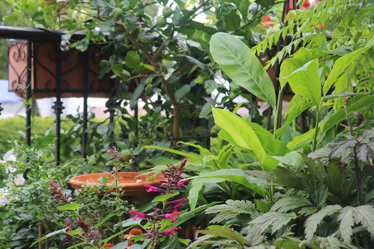 Myoga buds are in season in fal and can be grown at home