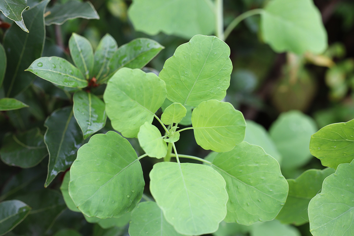 Papalo: Herb of the Americas - Gardenista