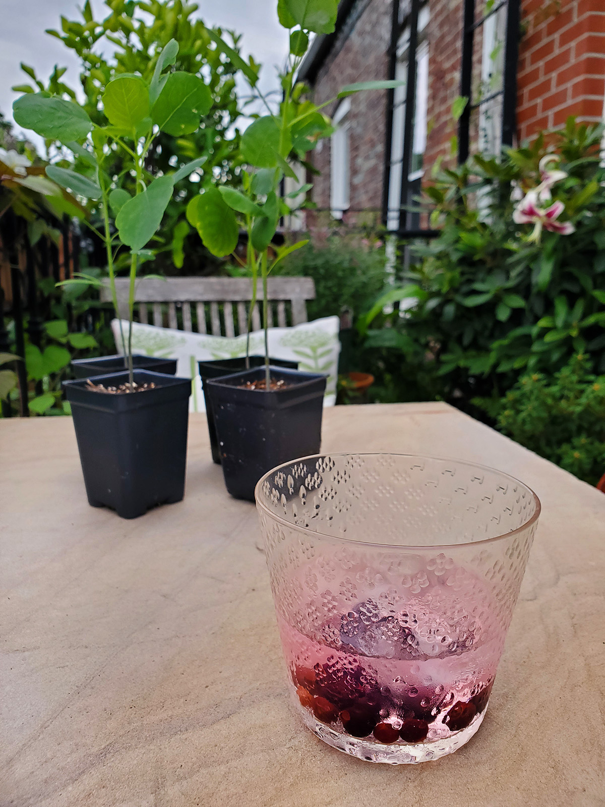 Papalo: Herb of the Americas - Gardenista