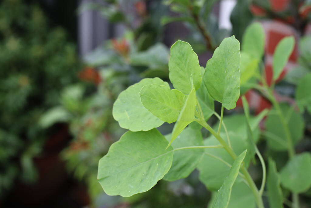 Papalo: Herb of the Americas - Gardenista