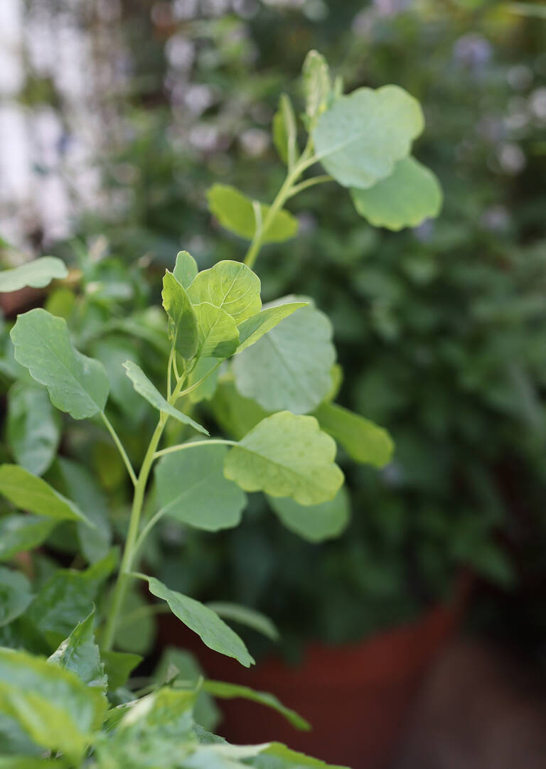 Papalo: Herb of the Americas - Gardenista