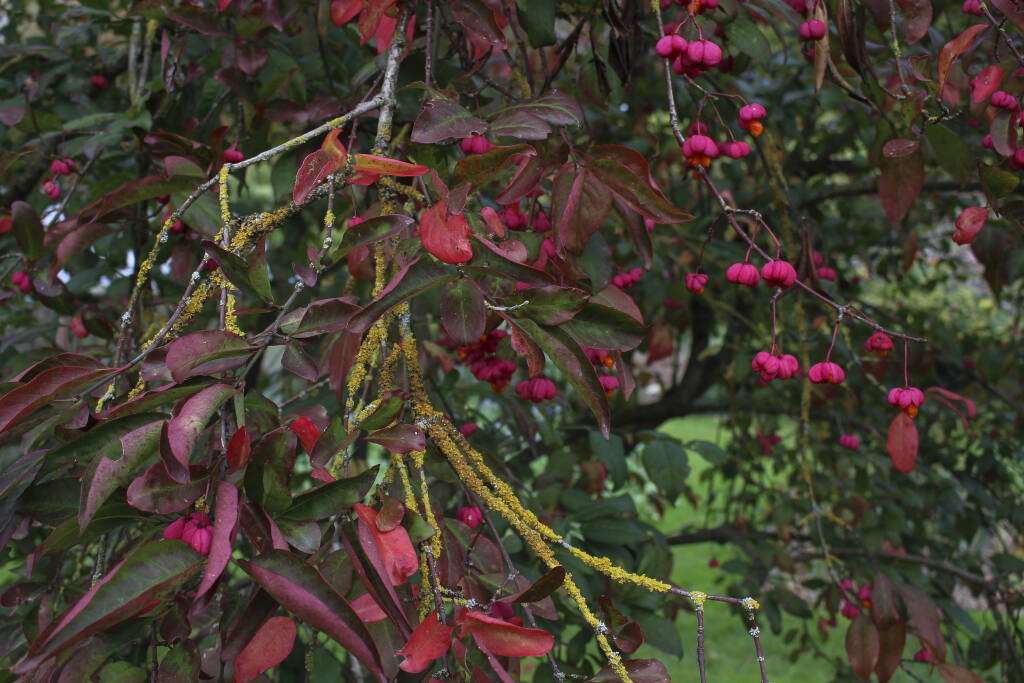 Gardening 101: Spindle - Gardenista