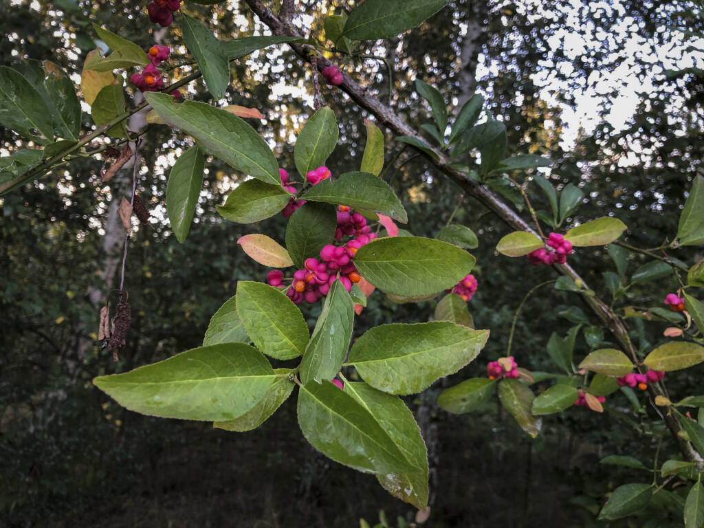 Gardening 101: Spindle - Gardenista