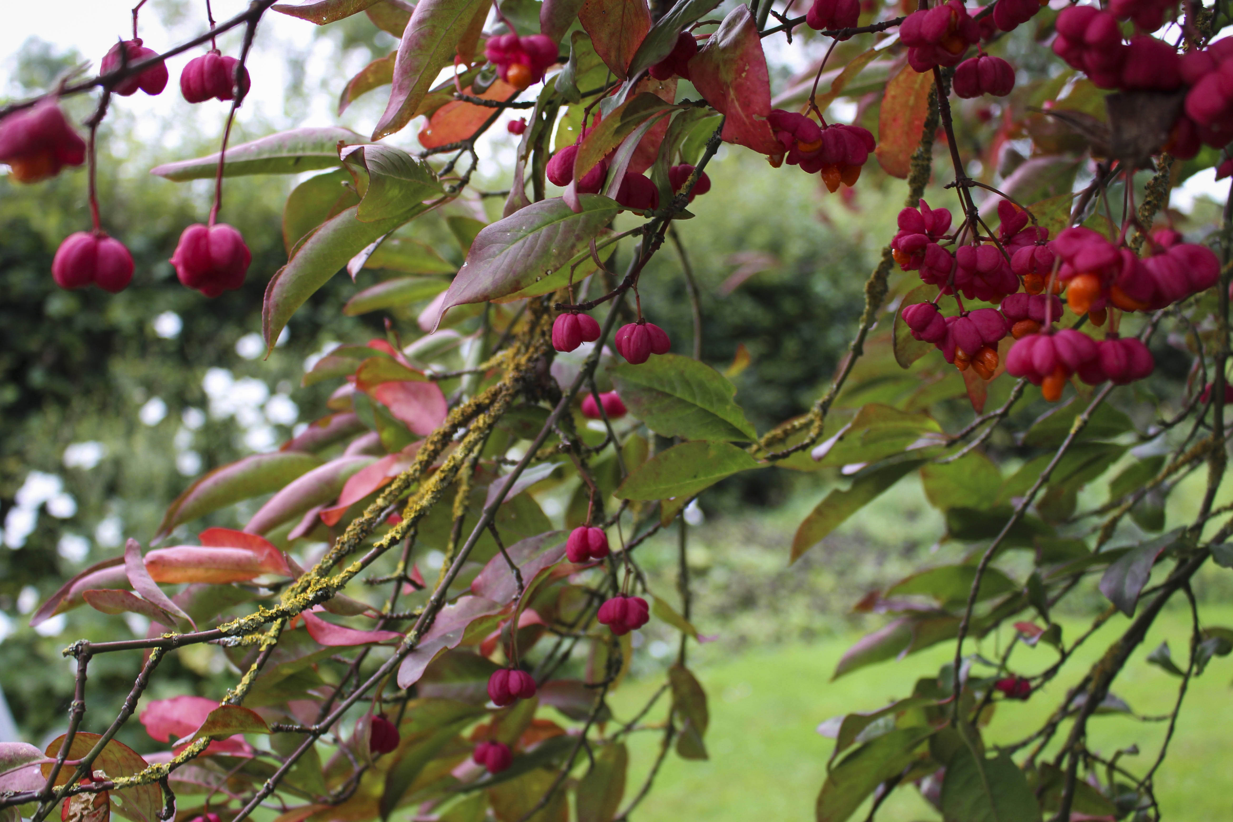 Gardening 101: Spindle - Gardenista