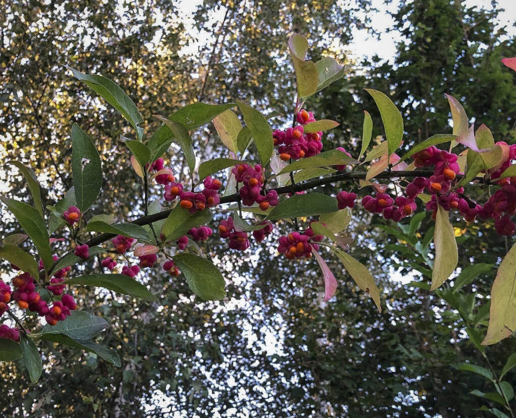 Gardening 101: Spindle - Gardenista