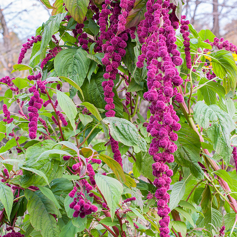Gardening 101: Amaranth - Gardenista