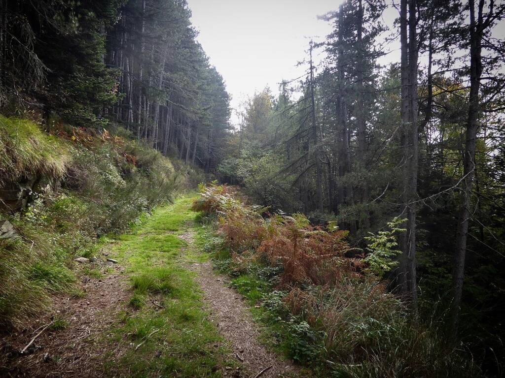 Foraged Bracken: Autumn's Most Beguiling Floral Design Element - Gardenista