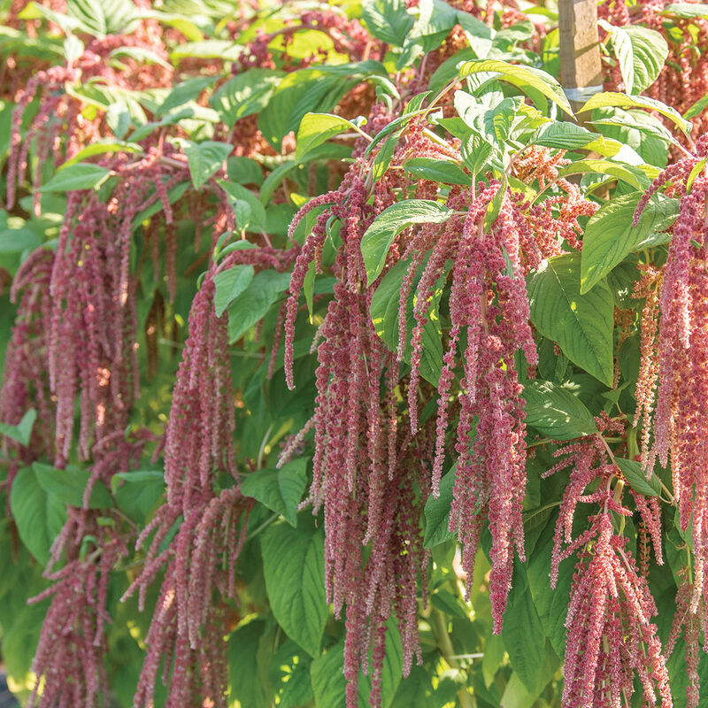 Gardening 101: Amaranth - Gardenista