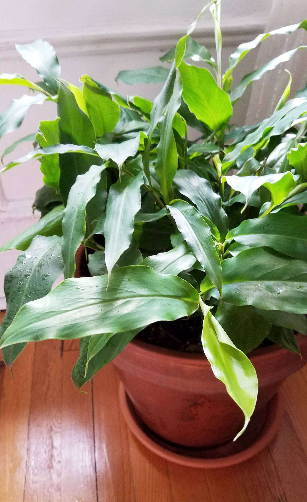 The Great Cardamom Caper (Or How I Got Duped by an Impostor) - Gardenista