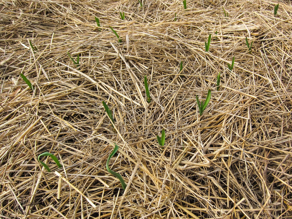 Time to Plant Garlic: Tips & Tricks - Gardenista