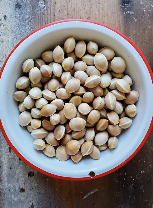 Ginkgo nuts are the seeds of stinky ginkgo fruit, and they are delicious