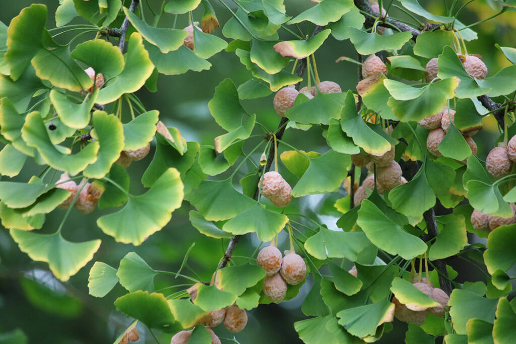 Ginkgo nuts are the seeds of stinky ginkgo fruit, and they are delicious