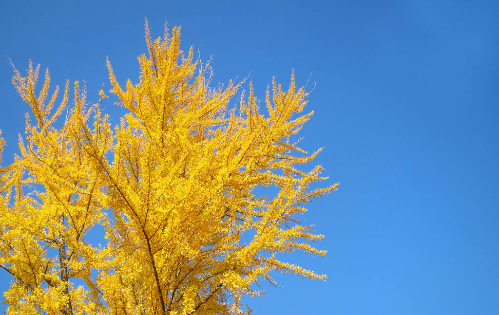 Ginkgo nuts are the seeds of stinky ginkgo fruit, and they are delicious