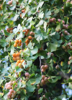 Ginkgo nuts are the seeds of stinky ginkgo fruit, and they are delicious
