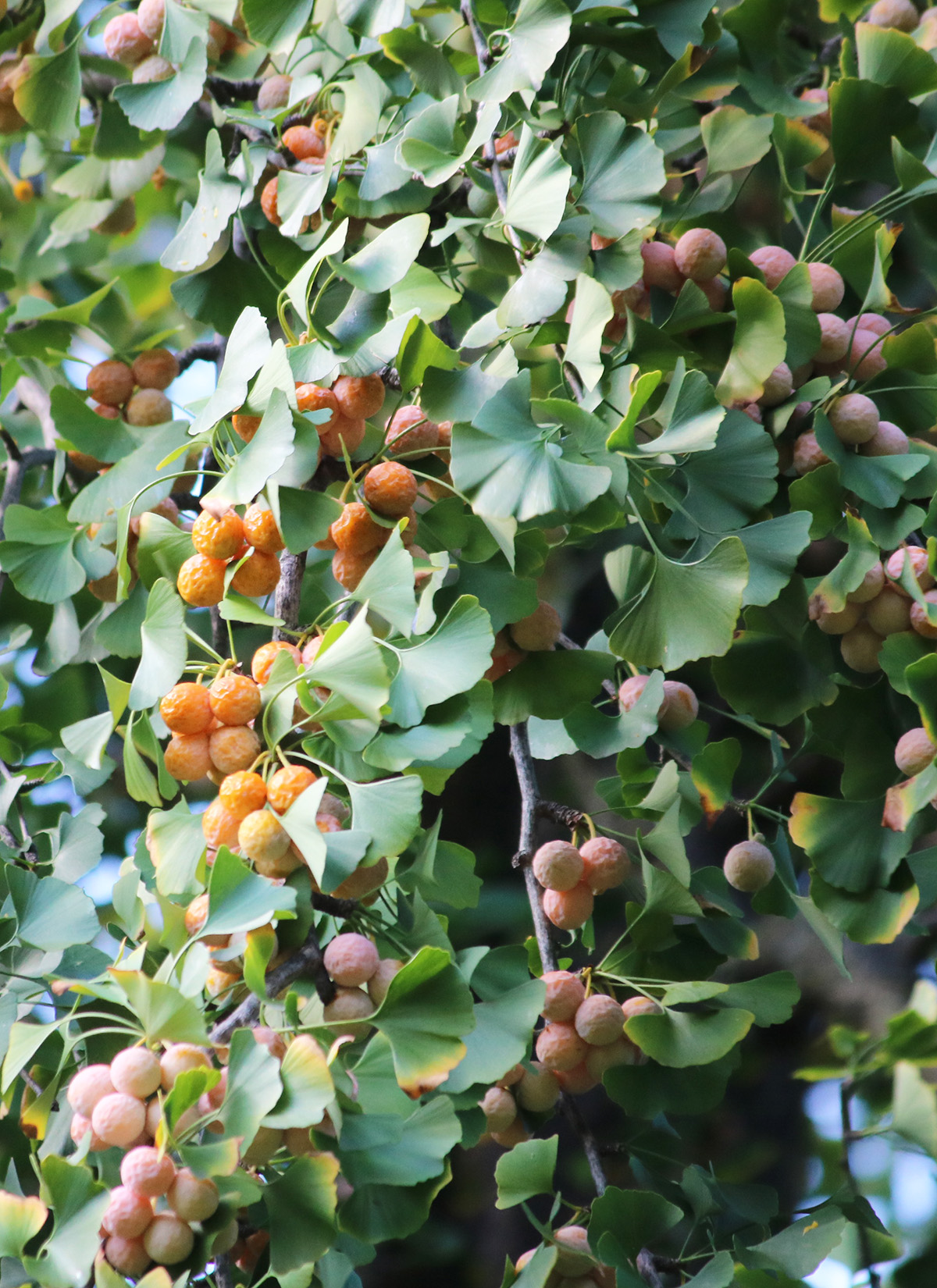 Ginkgo nuts are the seeds of stinky ginkgo fruit, and they are delicious