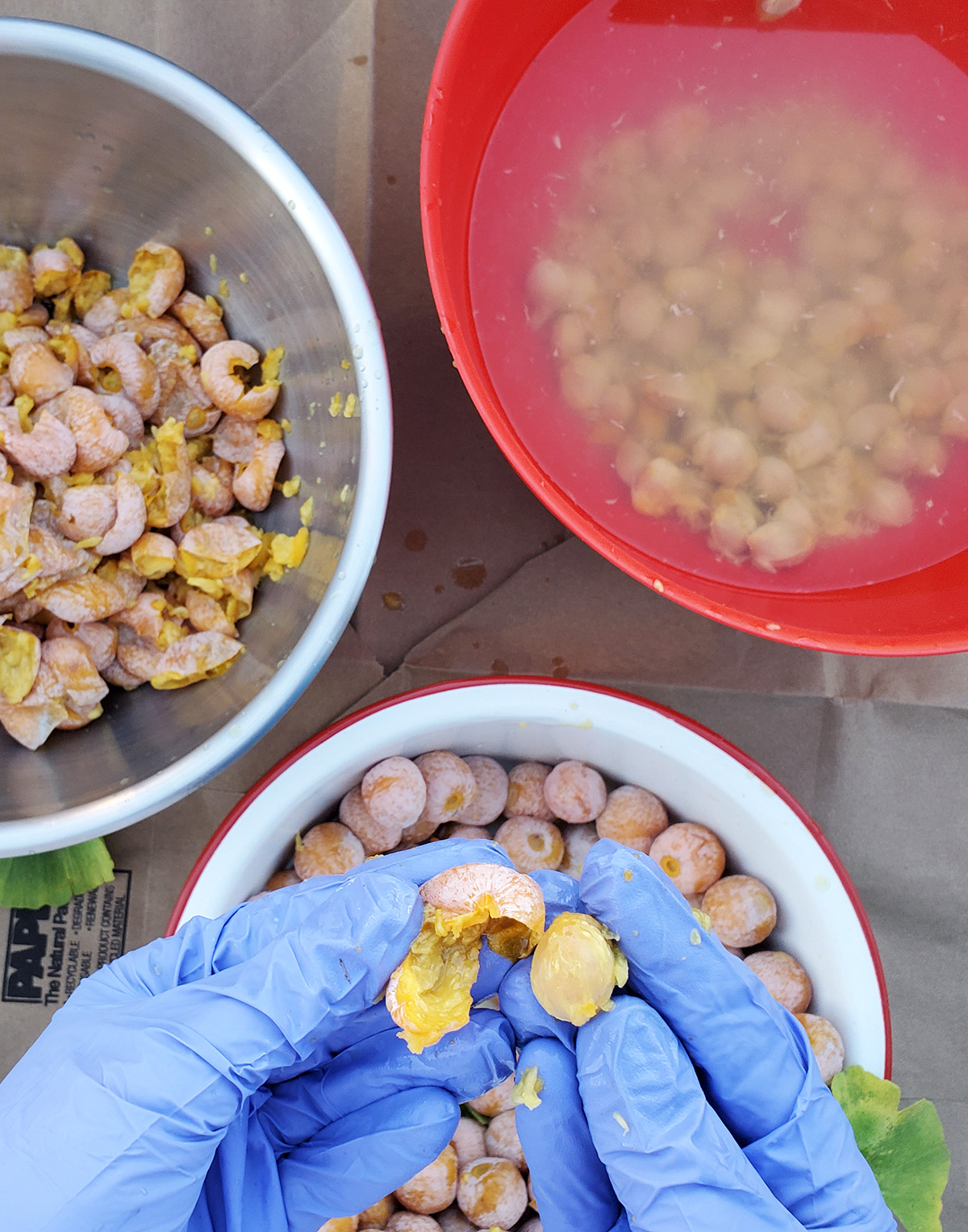 Ginkgo nuts are the seeds of stinky ginkgo fruit, and they are delicious