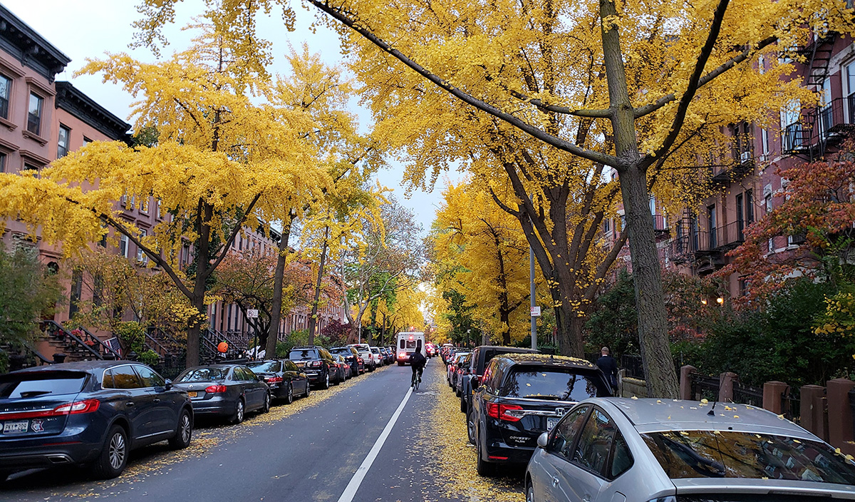 Ginkgo nuts are the seeds of stinky ginkgo fruit, and they are delicious