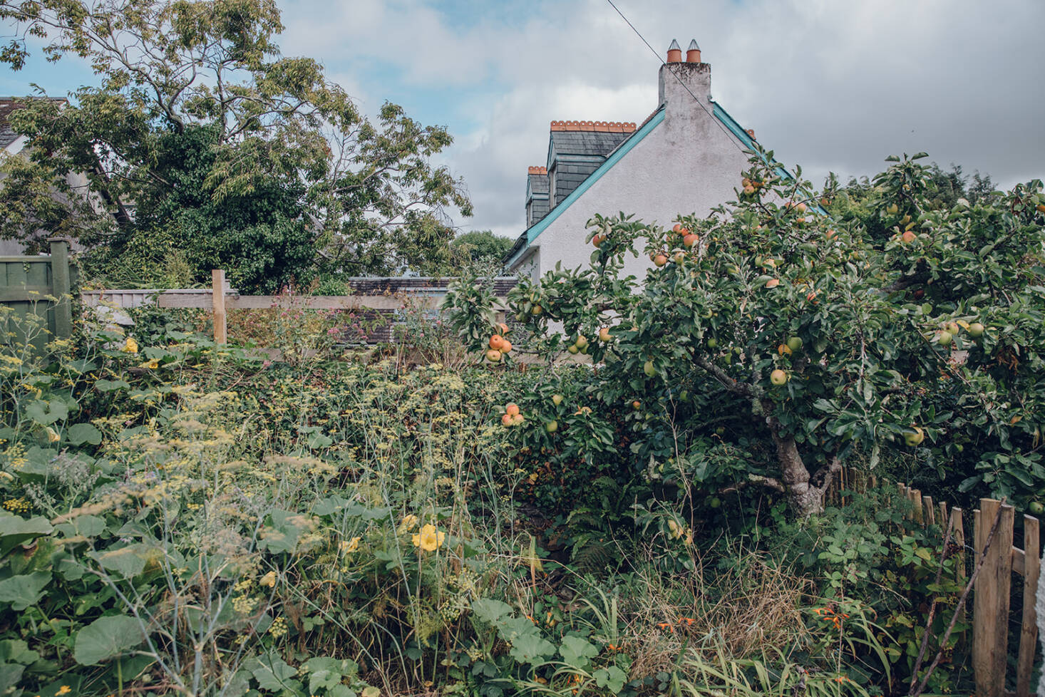 Ask the Expert: Poppy Okotcha on the Wild Edible Garden - Gardenista