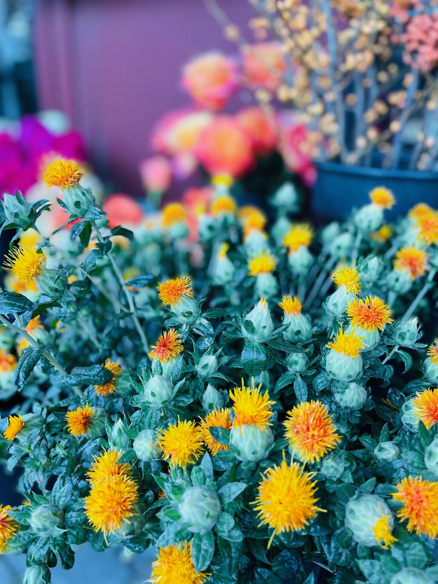 Gardening 101: Safflower - Gardenista