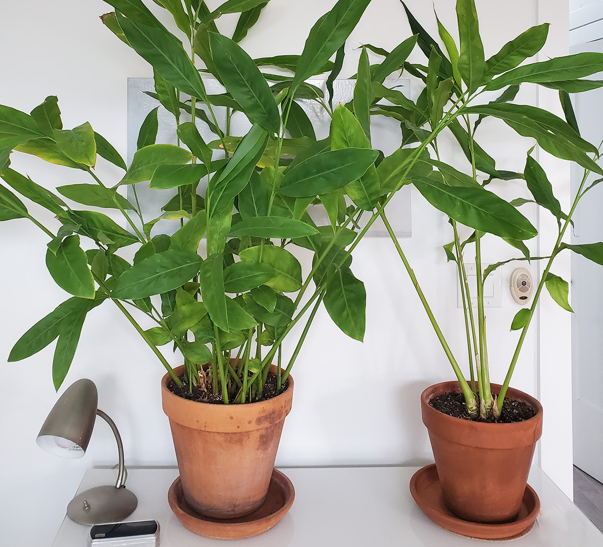 The Great Cardamom Caper (Or How I Got Duped by an Impostor) - Gardenista