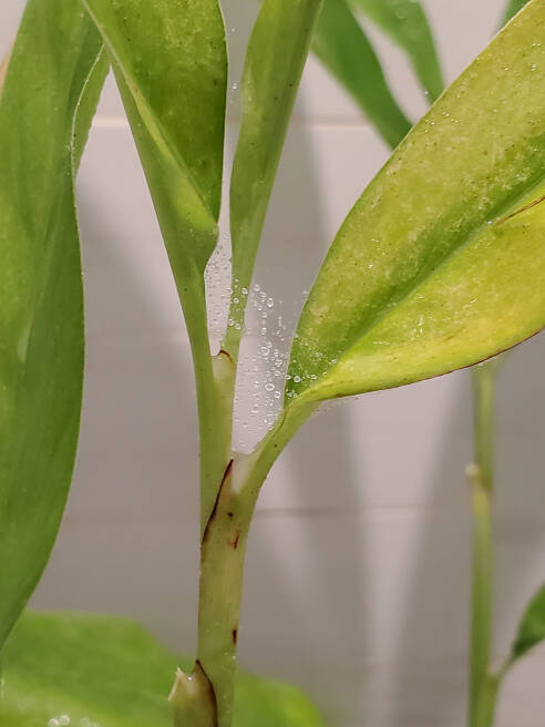 The Great Cardamom Caper (Or How I Got Duped by an Impostor) - Gardenista