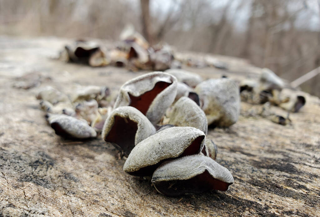 Wood Ear Mushrooms: A Delicate Treat - Gardenista