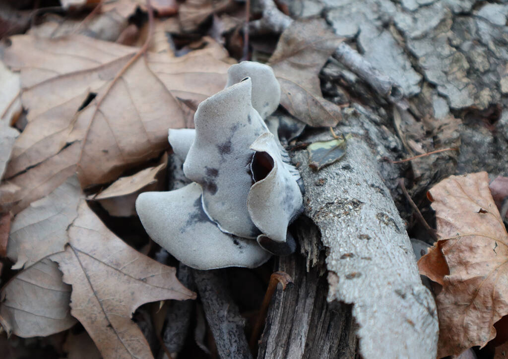 Wood Ear Mushrooms: A Delicate Treat - Gardenista