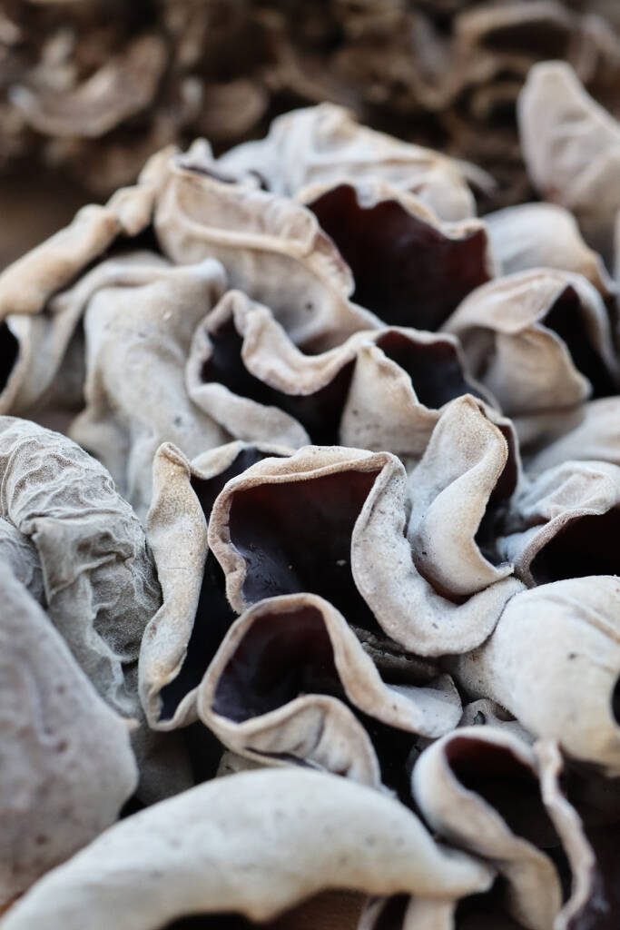 Wood Ear Mushrooms: A Delicate Treat - Gardenista