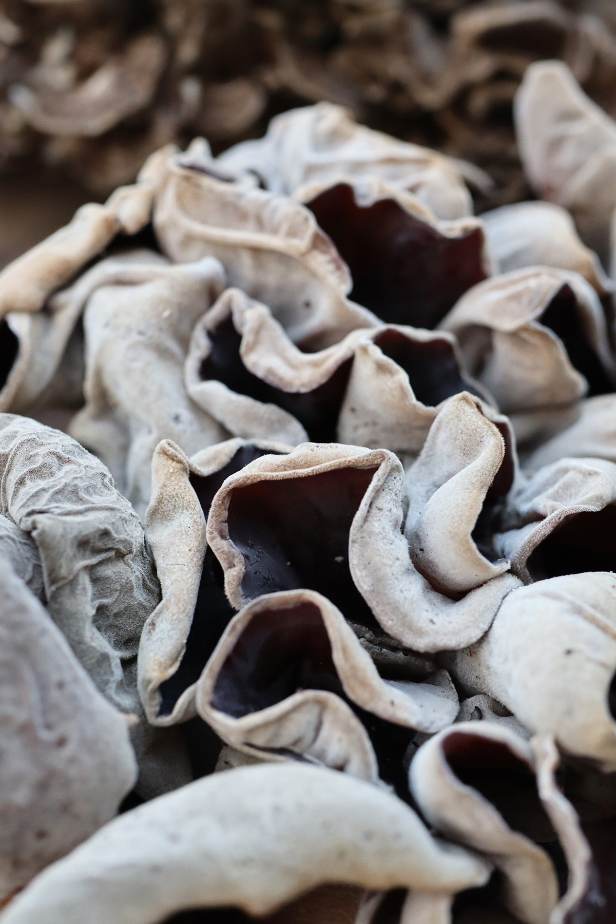 Wood Ear Mushrooms: A Delicate Treat - Gardenista