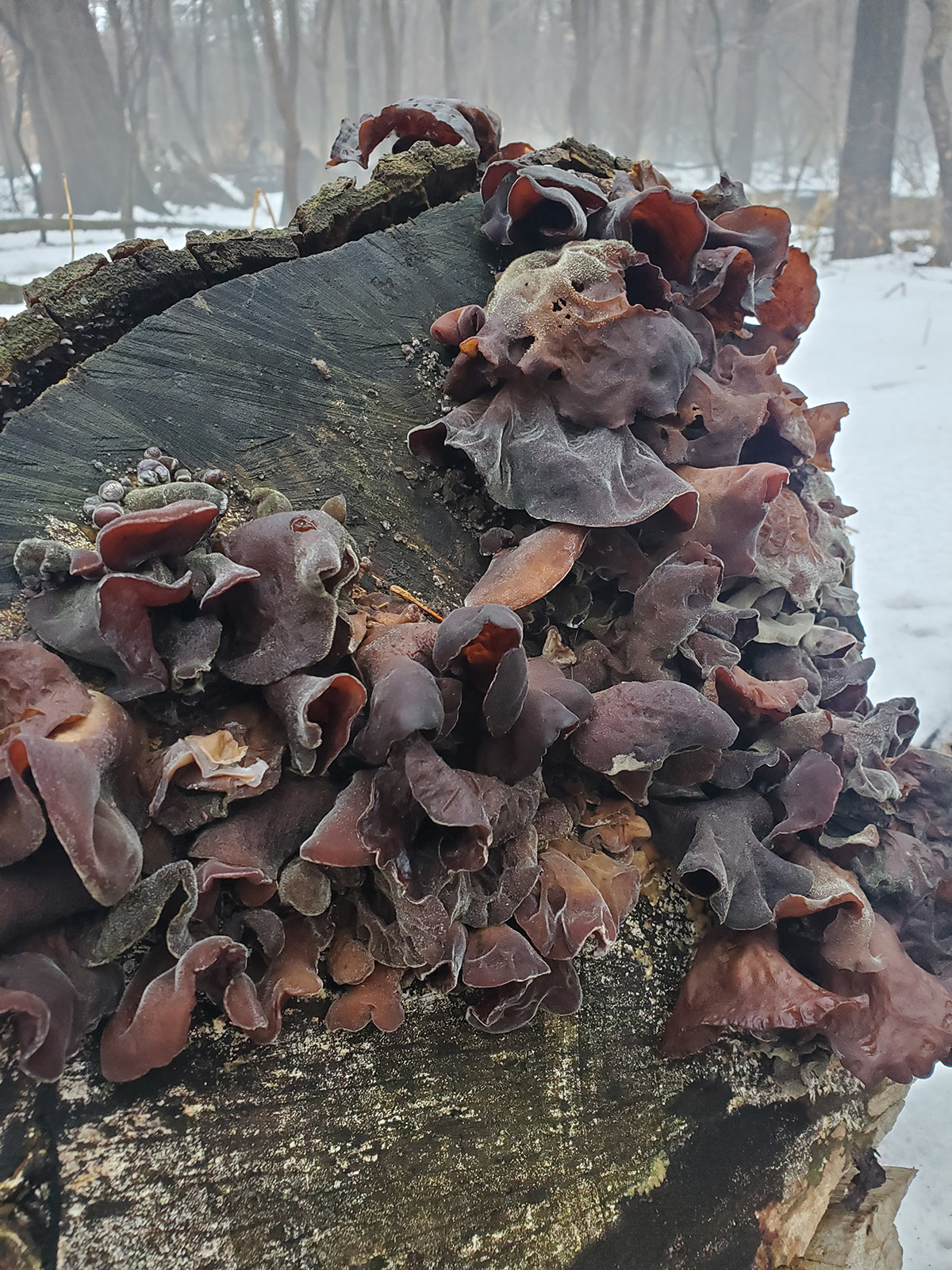 Wood Ear Mushrooms: A Delicate Treat - Gardenista