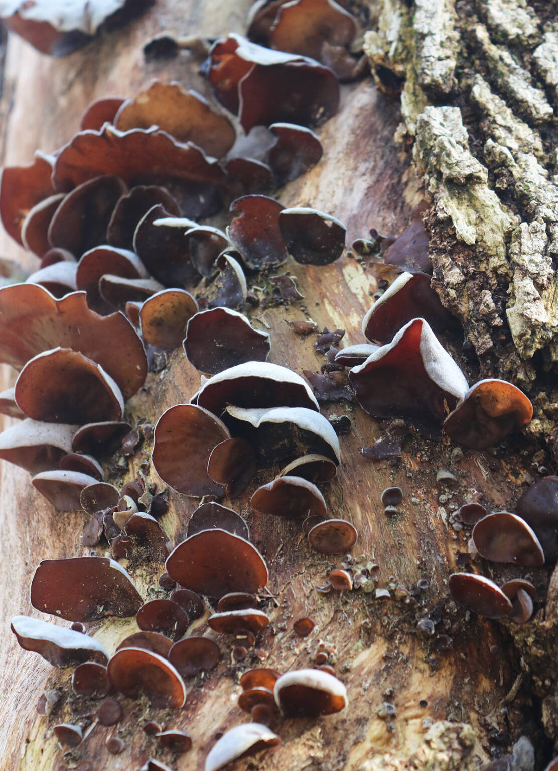Wood Ear Mushrooms: A Delicate Treat - Gardenista