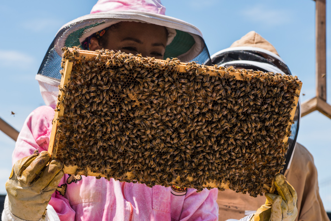 Buzz Worthy: How to Help Honeybees Through Winter, With Island Bee ...