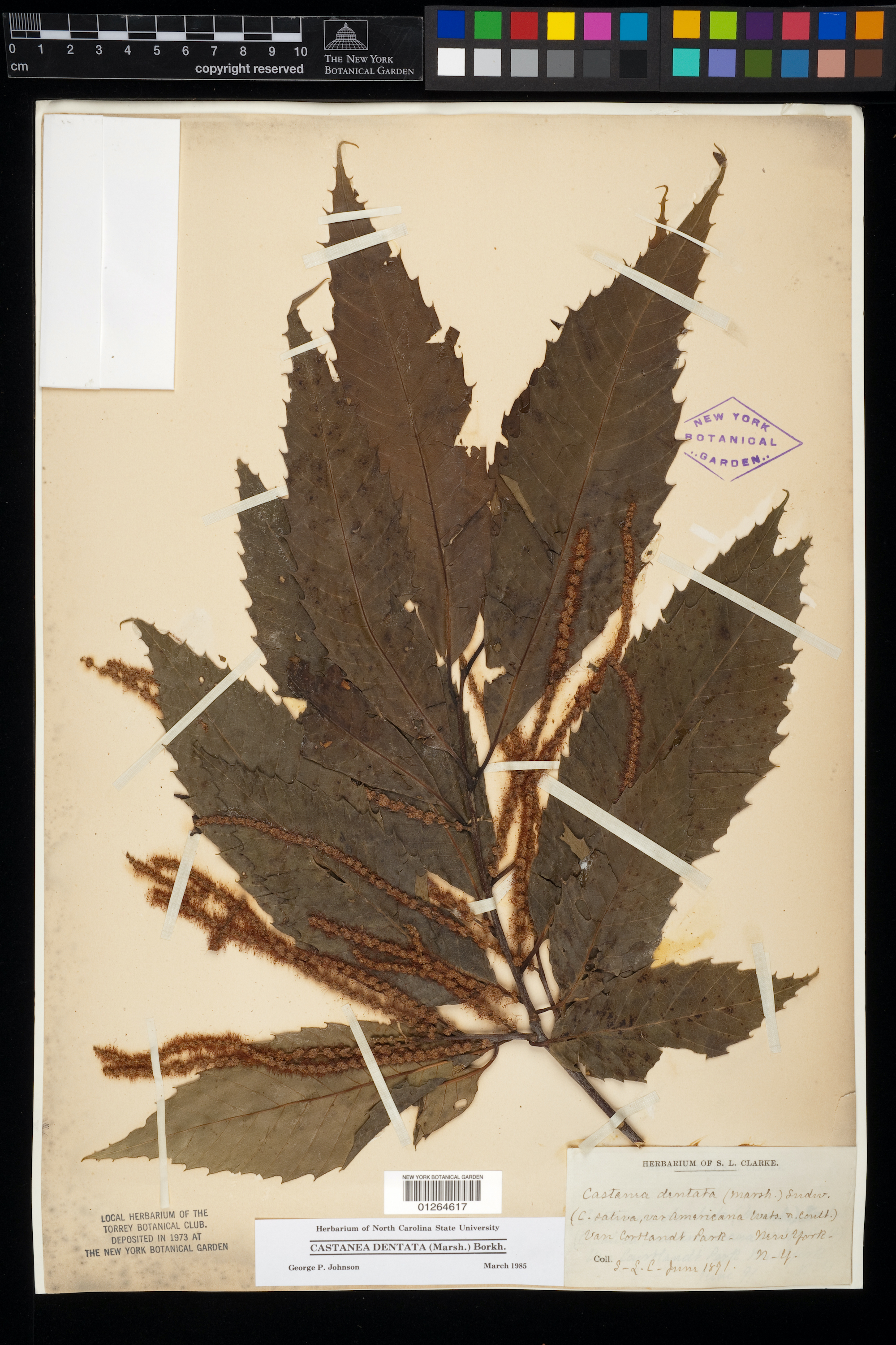 A Museum of Plants: Centuries of Dried Flora and Fungi at the New York ...